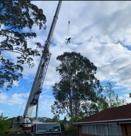 Gallery - Tree King Tree Services