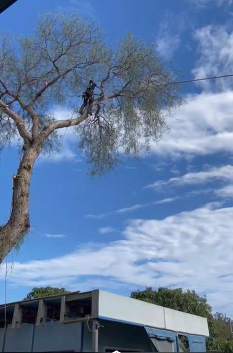 Gallery - Tree King Tree Services